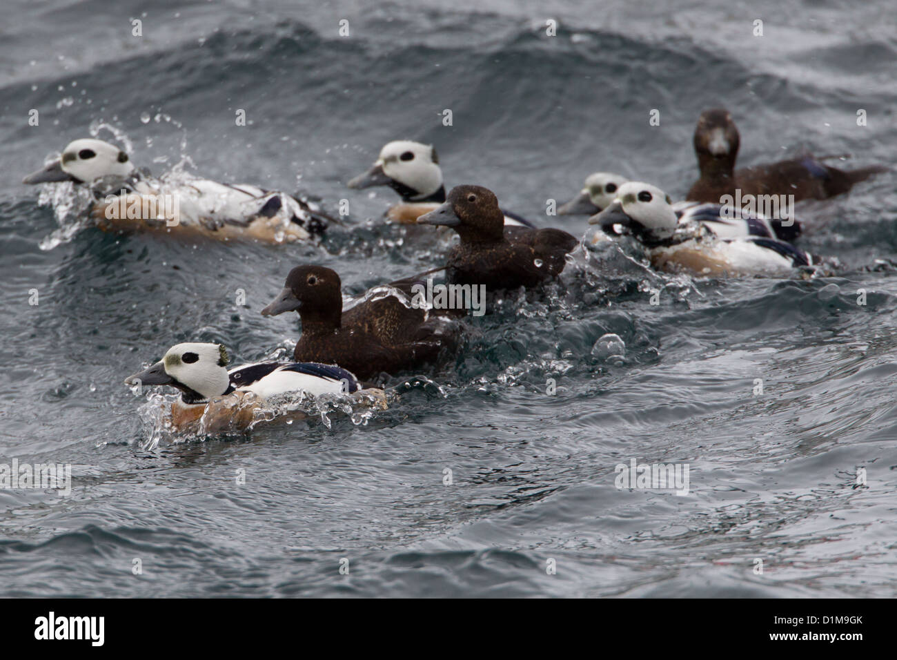 Steller's Eider Polysticta stelleri Varanger, Finnmark, Norway Stock ...