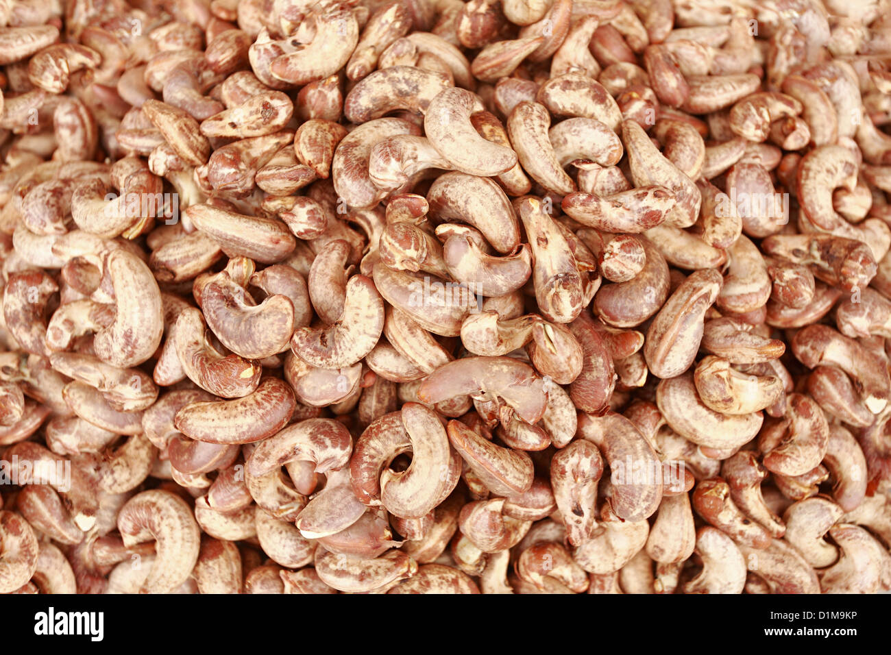 Fresh cashew seeds, Sanguem, Goa, India Stock Photo - Alamy