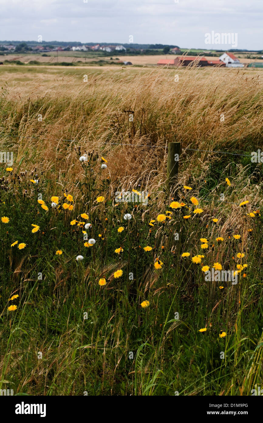 Field sow thistle hi-res stock photography and images - Alamy