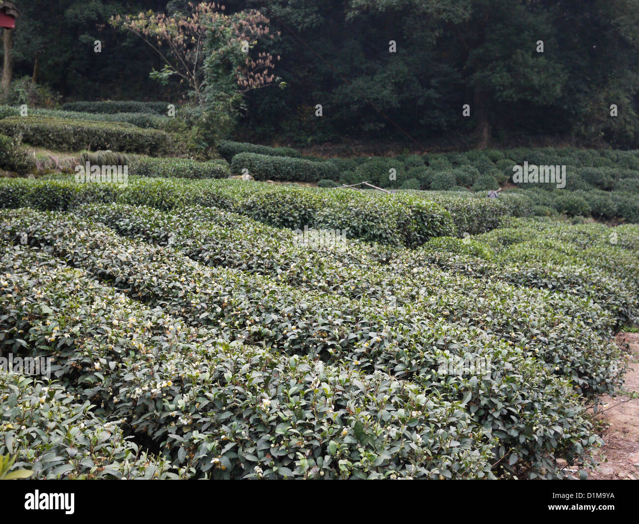 Chinese tea farm Stock Photo - Alamy