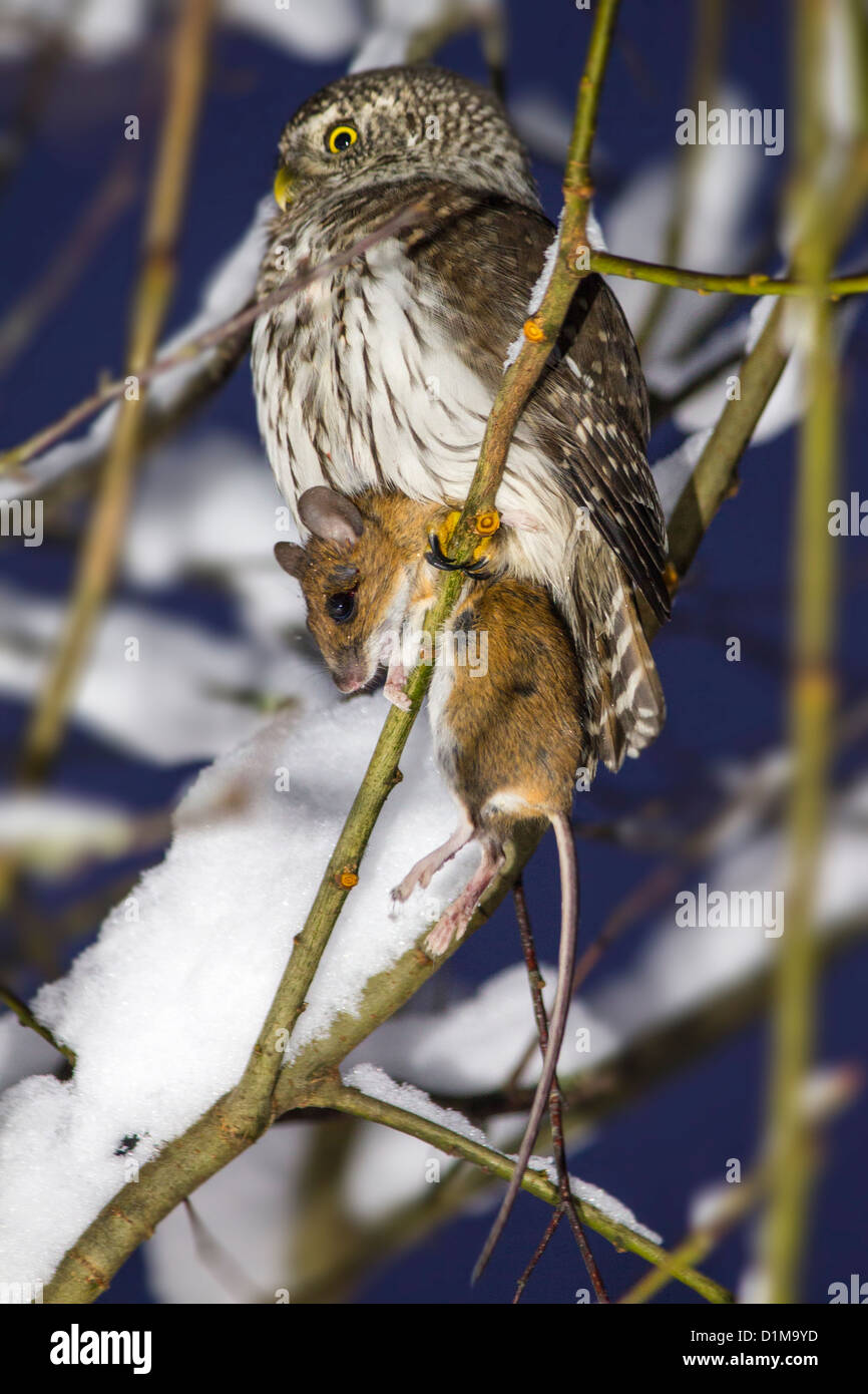 The Eurasian Pygmy Owl, Glaucidium passerinum Stock Photo - Alamy