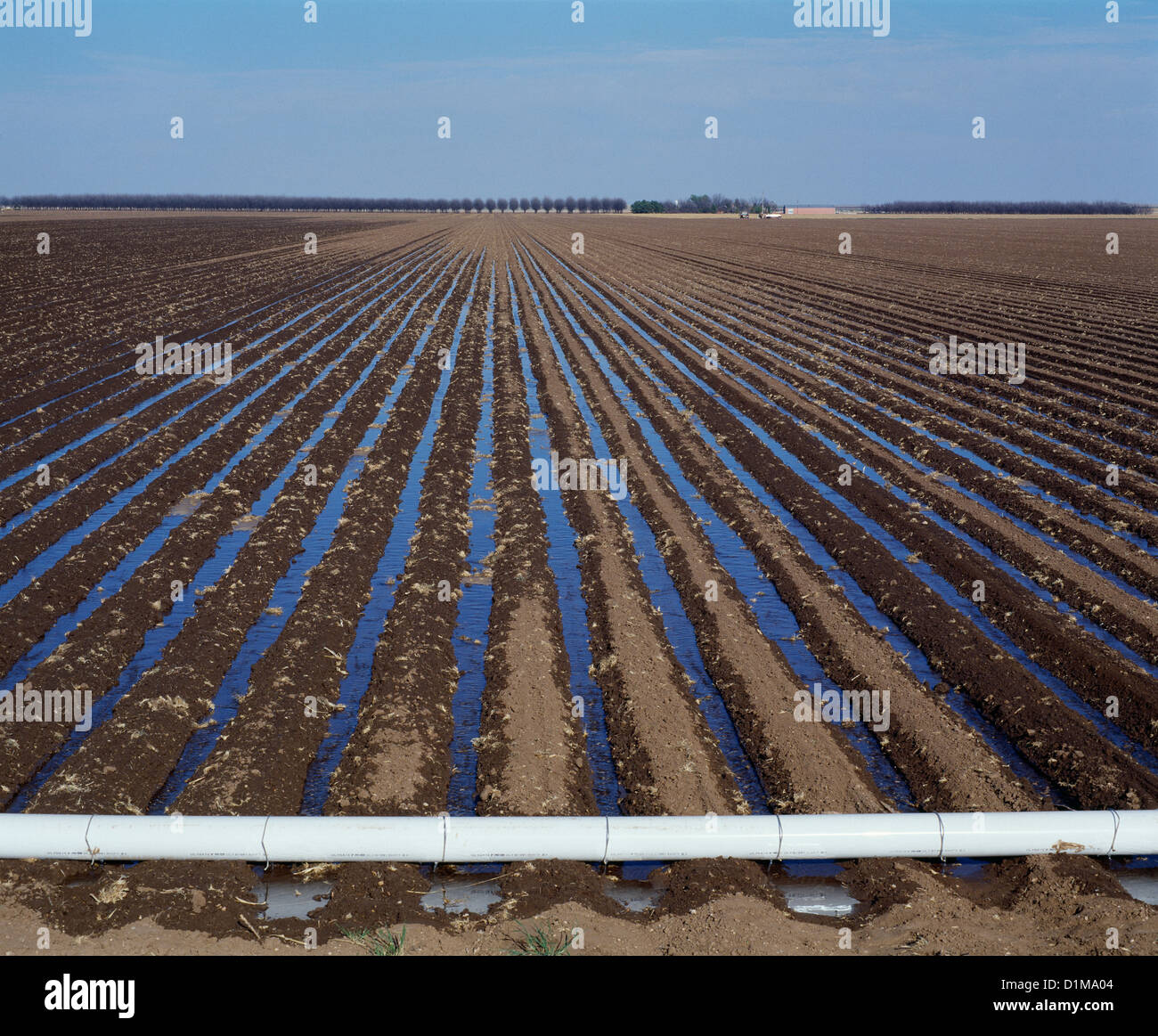 IRRIGATION ROWS WITH WATER COMING FROM 8 PVC PIPE THROUGH STOCKINGS ON ...