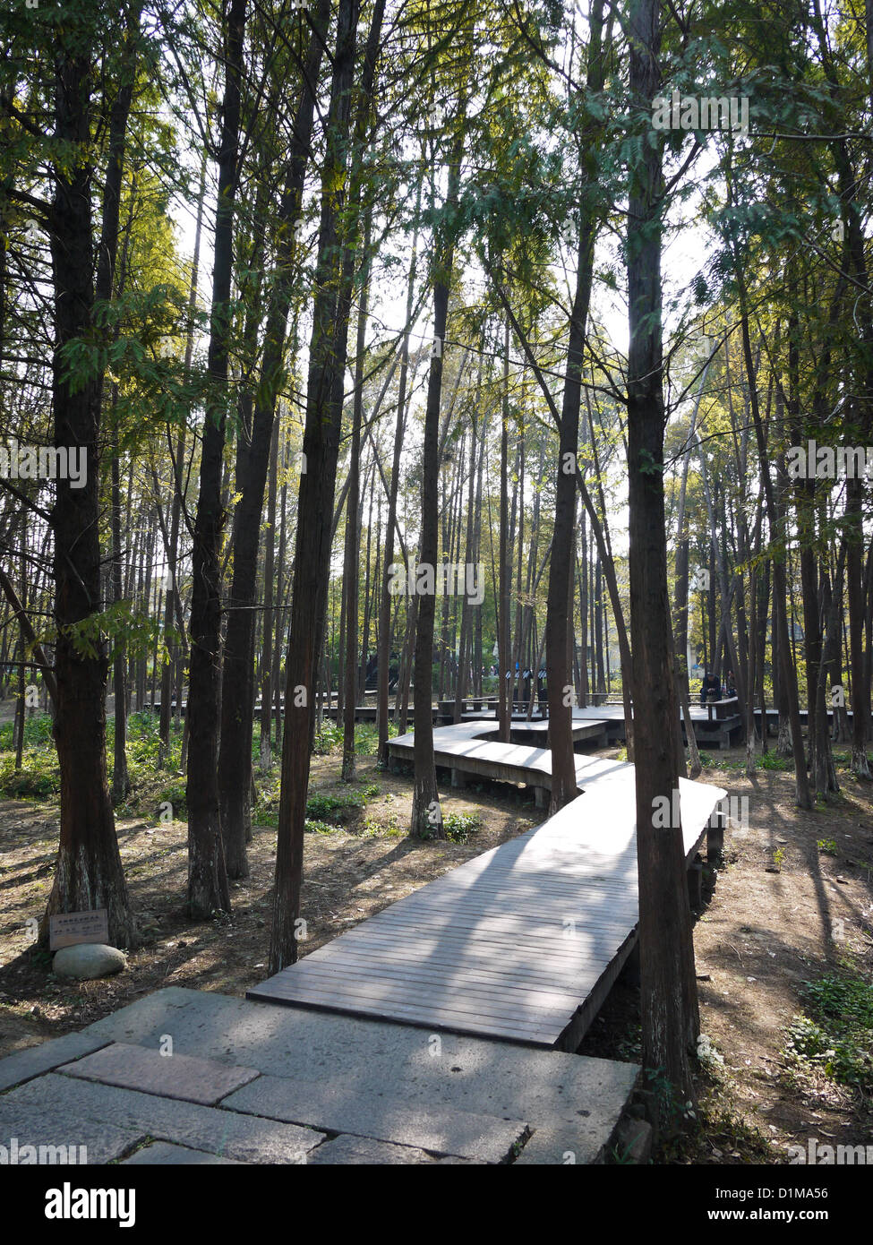 tall tree wooden pathway nature beautiful scenic Stock Photo - Alamy