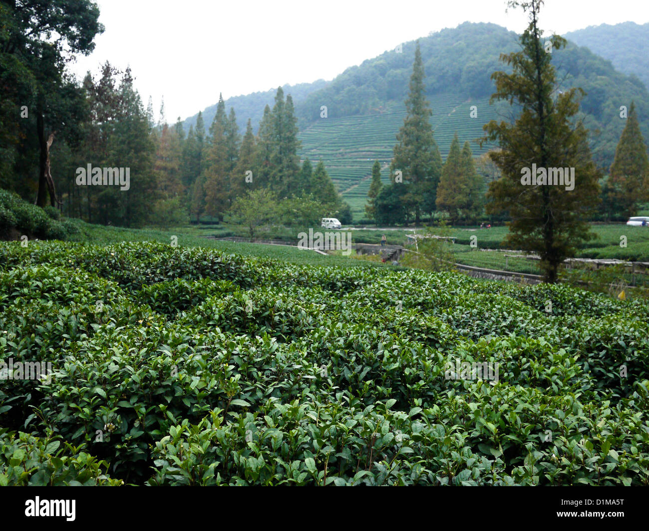 Chinese tea farm "dragon well tea Stock Photo - Alamy