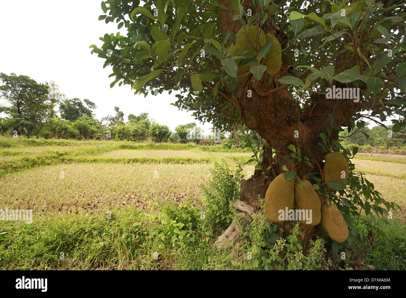 Jak tree hi-res stock photography and images - Alamy