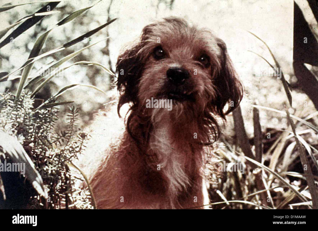 For the love of benji hi-res stock photography and images - Alamy