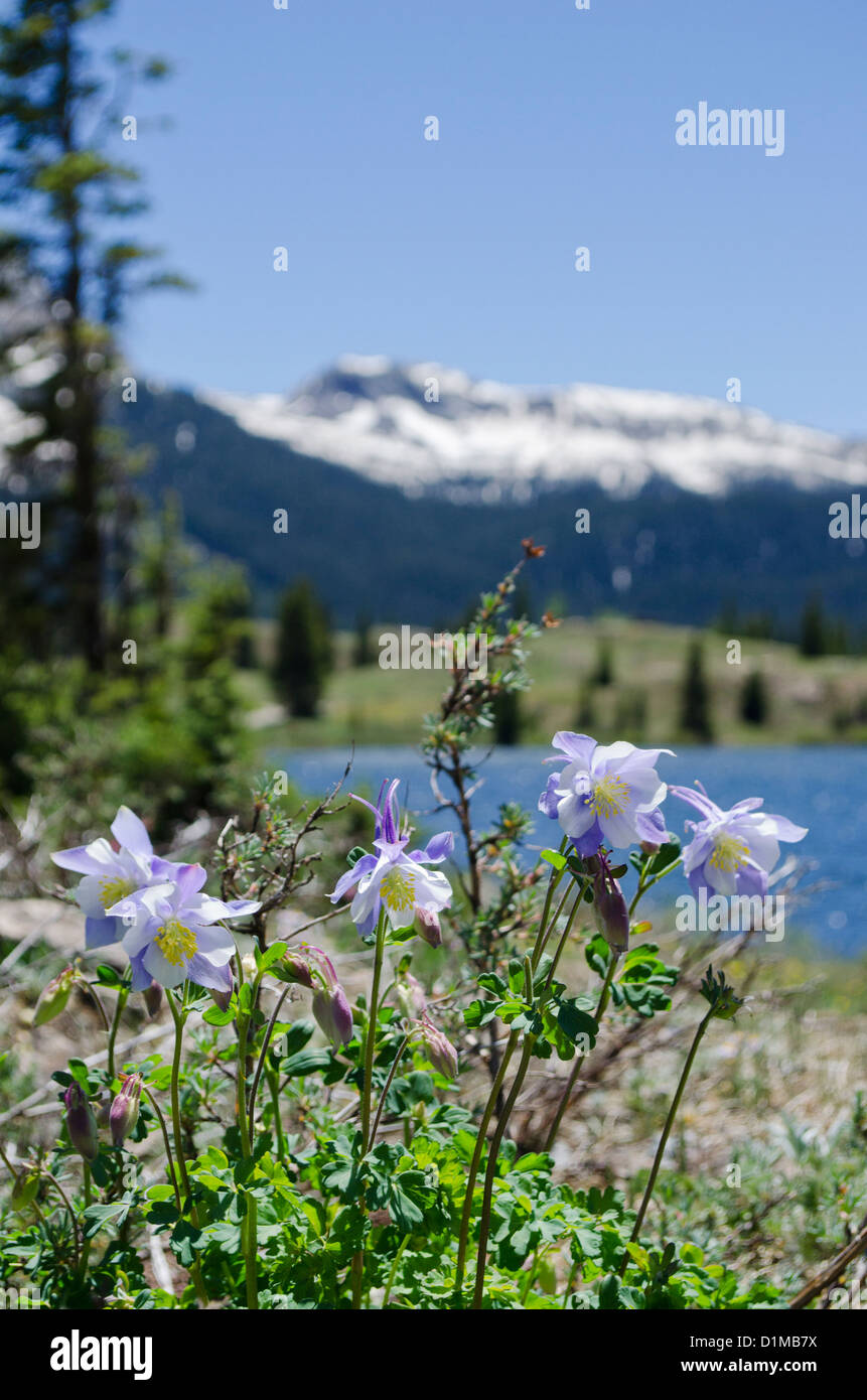 Molas lake camping high above the town of Silverton Colorado in the San ...