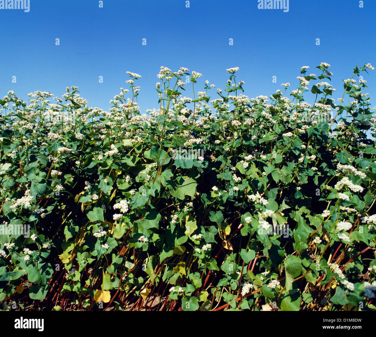 Buckwheat plants in field hi-res stock photography and images - Alamy