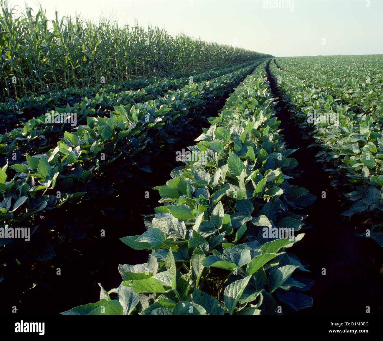 SOYBEANS AND CORN / ILLINOIS Stock Photo - Alamy