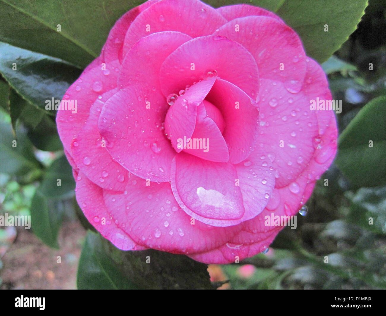 Pink rose at flower valley, Munnar, India Stock Photo - Alamy