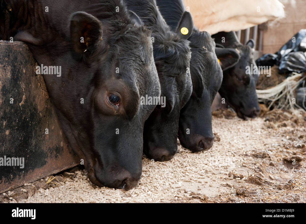 Suckler cattle eating concentrate feed through feed barrier Stock Photo ...