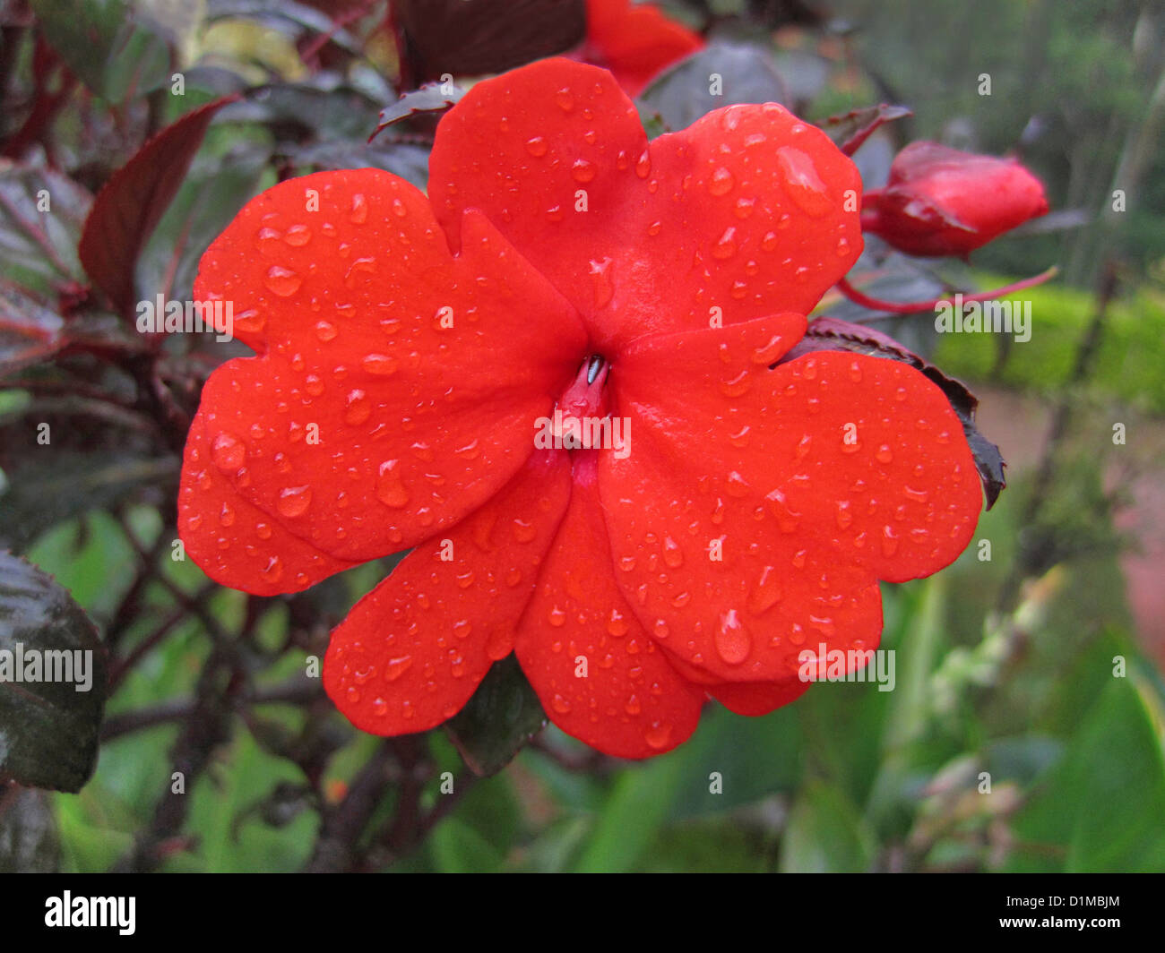 Red flower at flower valley, Munnar, India Stock Photo - Alamy