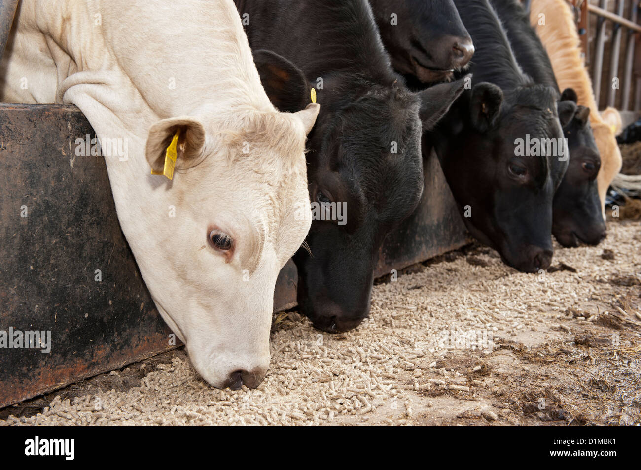 Suckler cattle eating concentrate feed through feed barrier Stock Photo ...