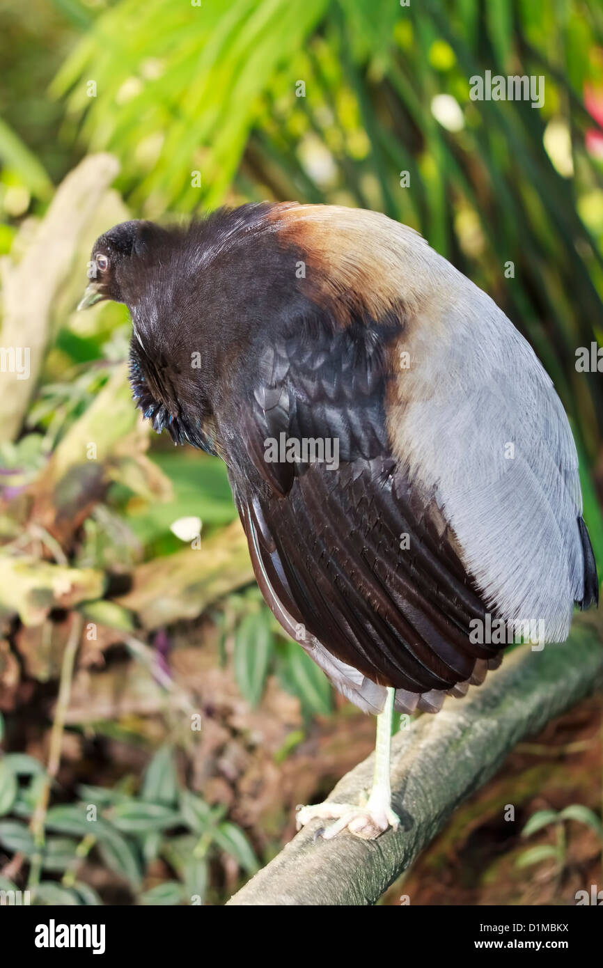 Grey-winged Trumpeter (Psophia crepitans), Randers Regnskov Zoo ...