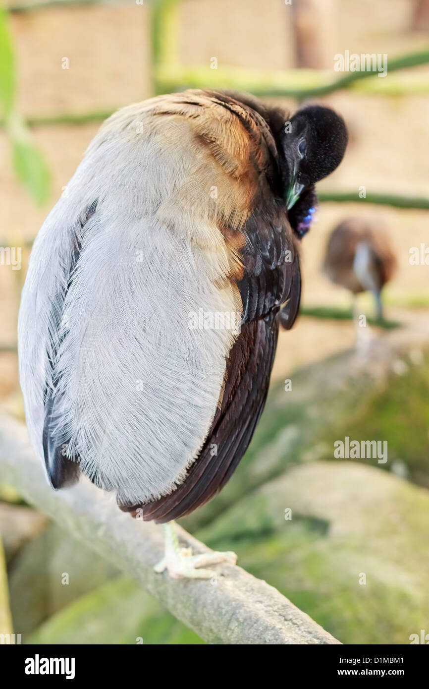 Grey-winged Trumpeter (Psophia crepitans), Randers Regnskov Zoo ...