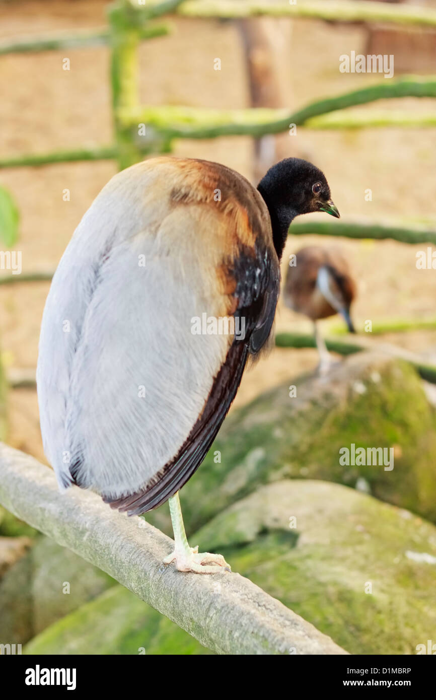 Grey-winged Trumpeter (Psophia crepitans), Randers Regnskov Zoo ...