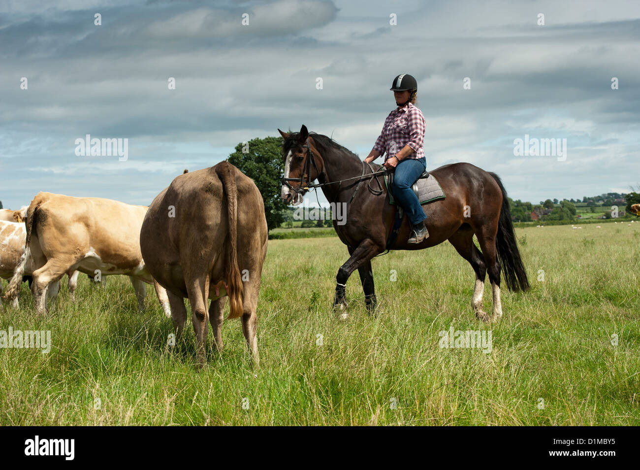 Cowboy rounding up horses hi-res stock photography and images - Alamy