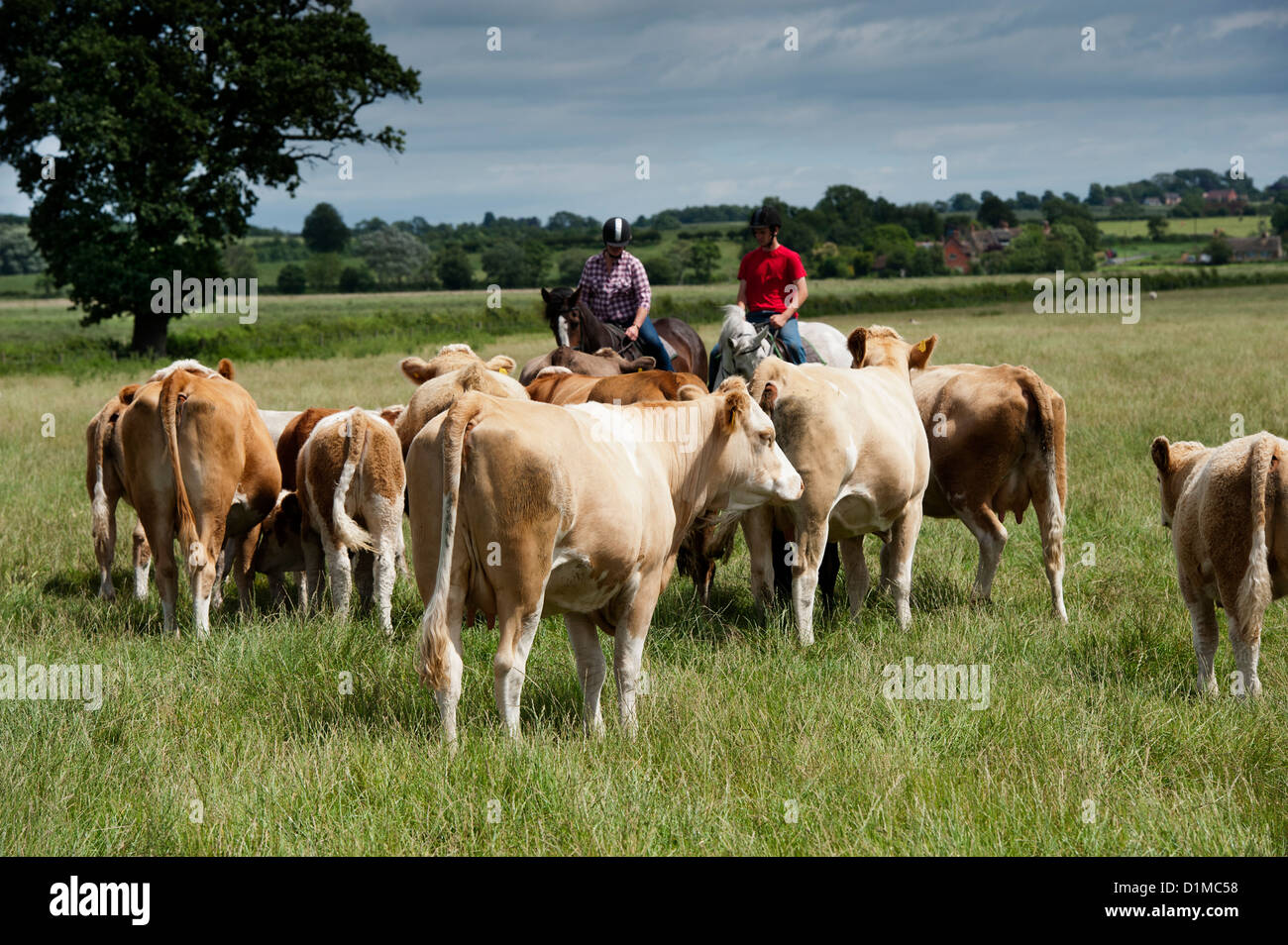 Cowboy Rounding Up Horses High Resolution Stock Photography and Images ...