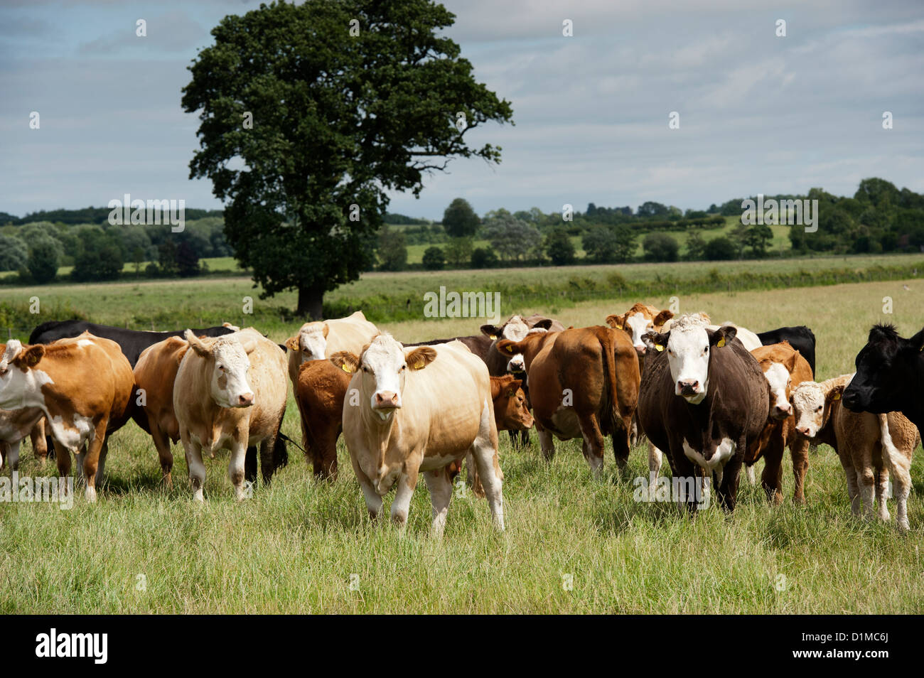 Crossbred Cattle High Resolution Stock Photography and Images - Alamy