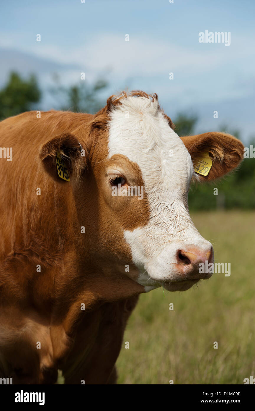 Simmental crossbred beef suckler cattle in lowland pastures Stock Photo ...