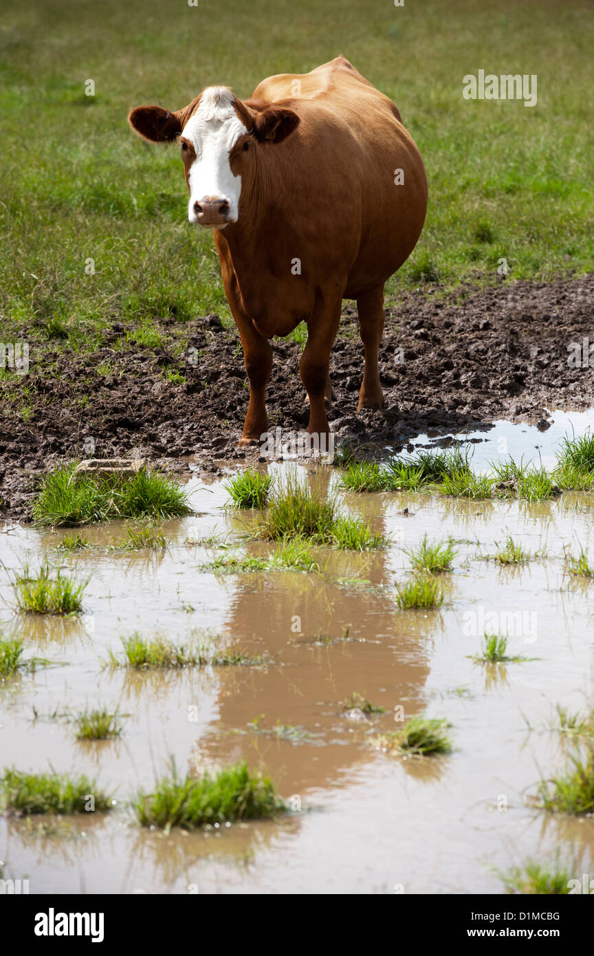 Beef cow in muddy puddle on pasture, causing poaching and soil damage ...