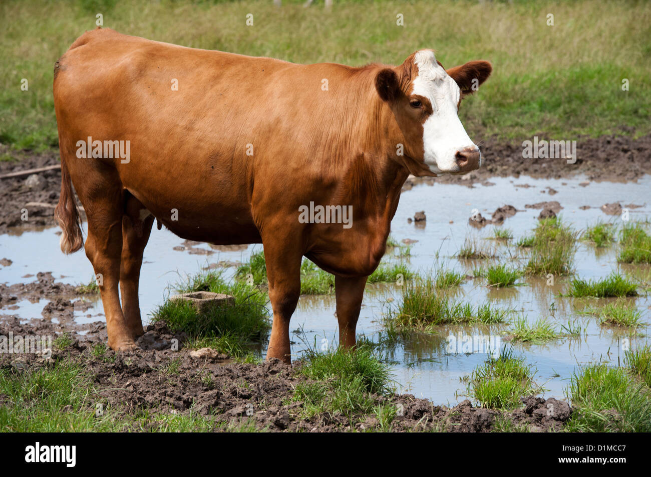 Animal muddy hi-res stock photography and images - Alamy