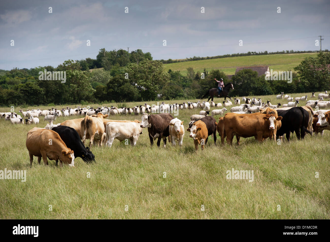 Rounding up sheep and cattle on horse back. UK Stock Photo - Alamy