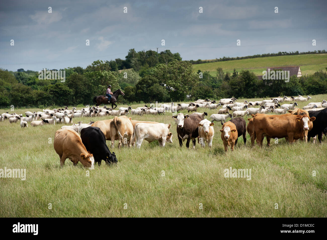 Rounding up sheep and cattle on horse back. UK Stock Photo - Alamy
