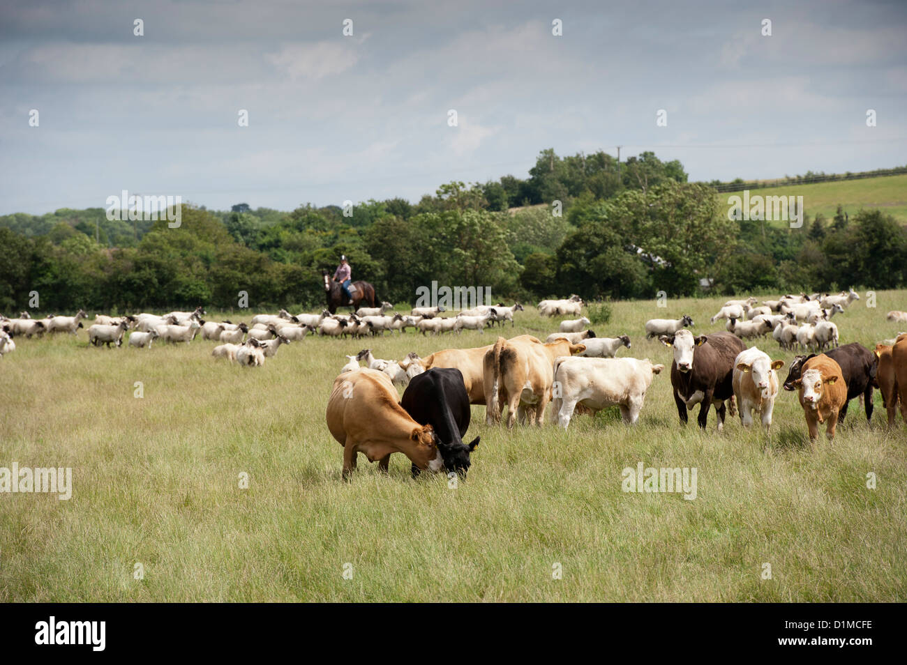 Rounding up sheep and cattle on horse back. UK Stock Photo - Alamy