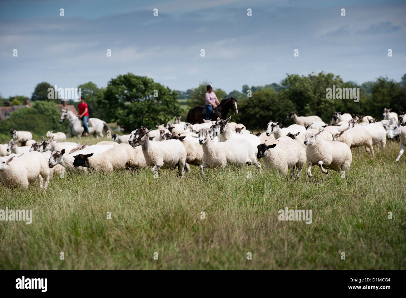 Shepherding sheep on horseback in lowland pasture, UK Stock Photo - Alamy