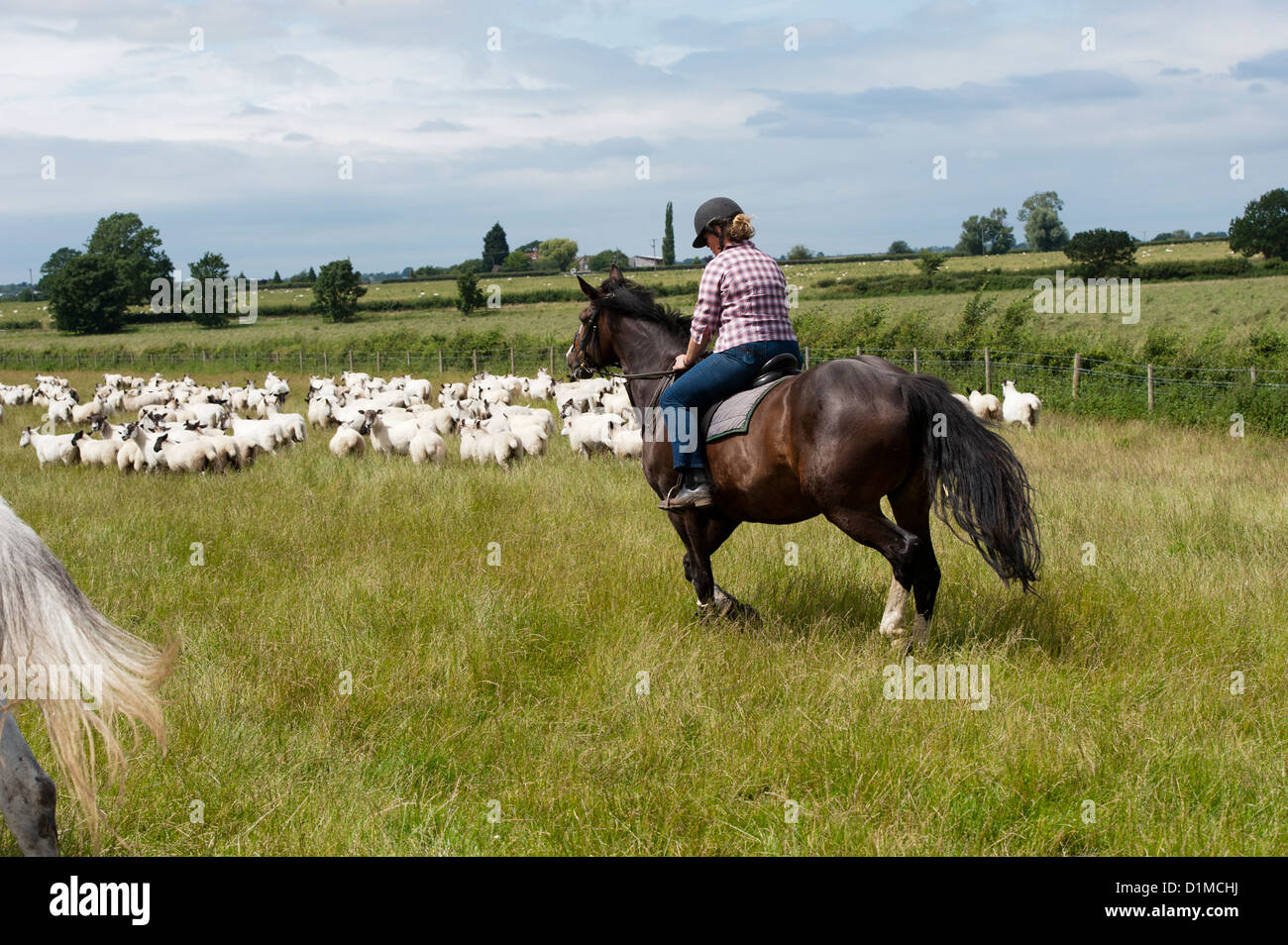 Shepherding sheep on horseback in lowland pasture, UK Stock Photo - Alamy