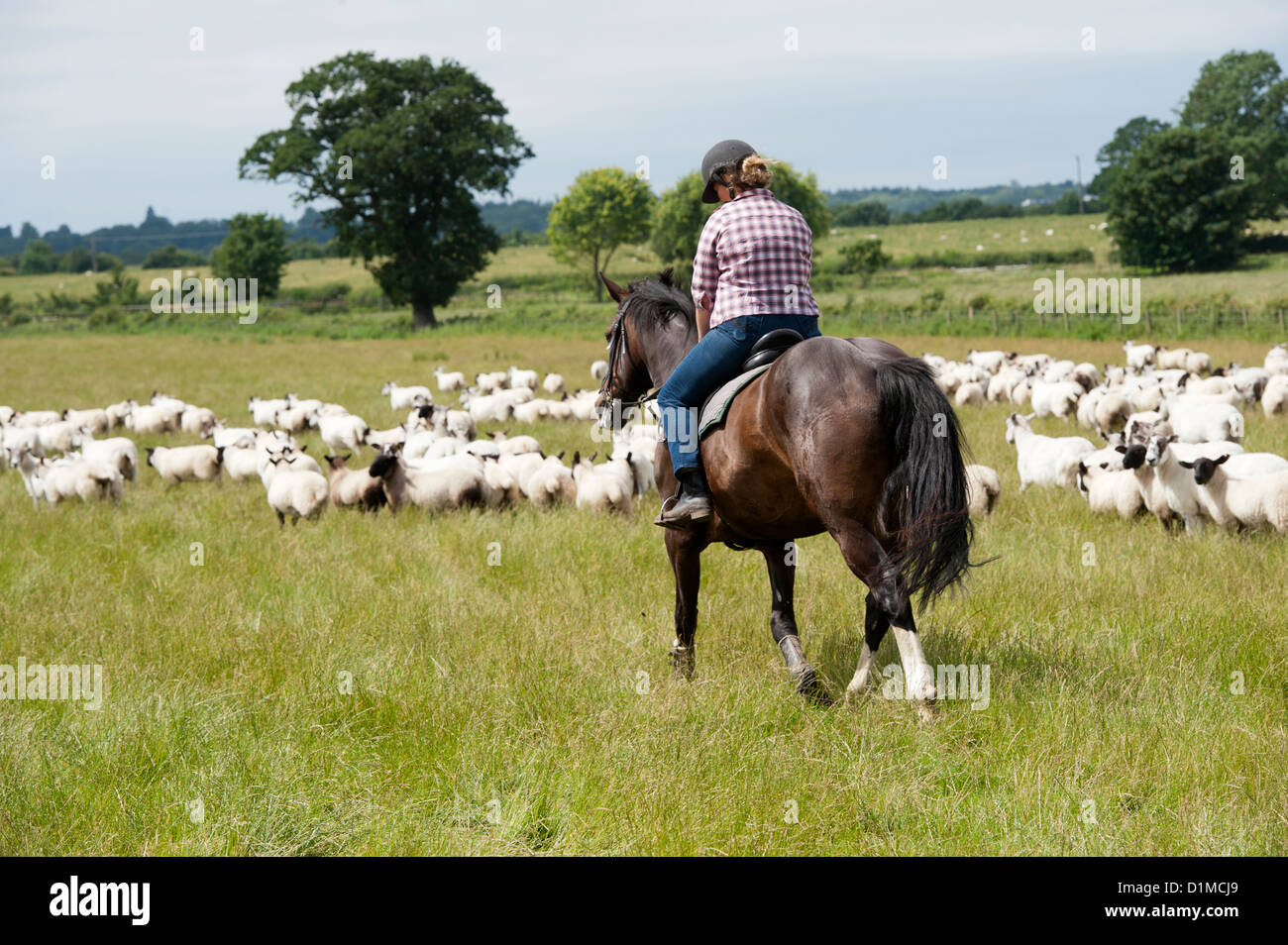 Shepherding sheep on horseback in lowland pasture, UK Stock Photo - Alamy