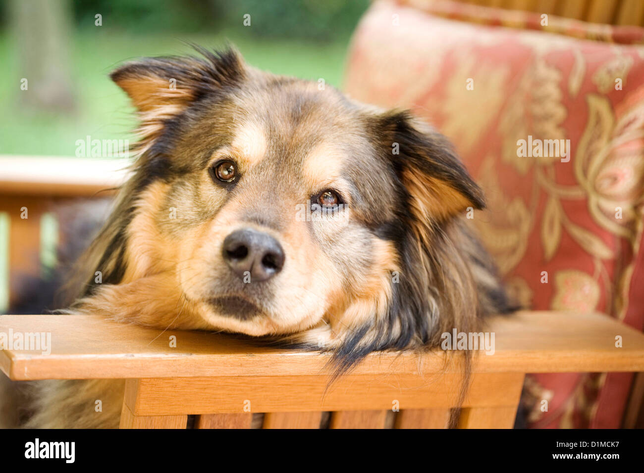Dog relaxing on patio furniture Stock Photo - Alamy