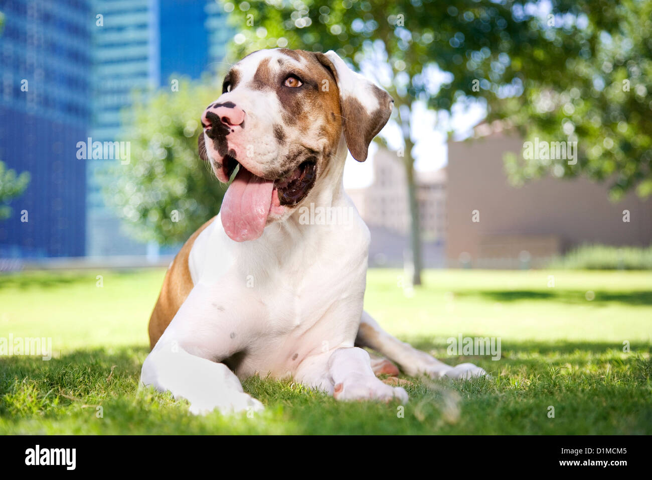 Happy great dane hi-res stock photography and images - Alamy