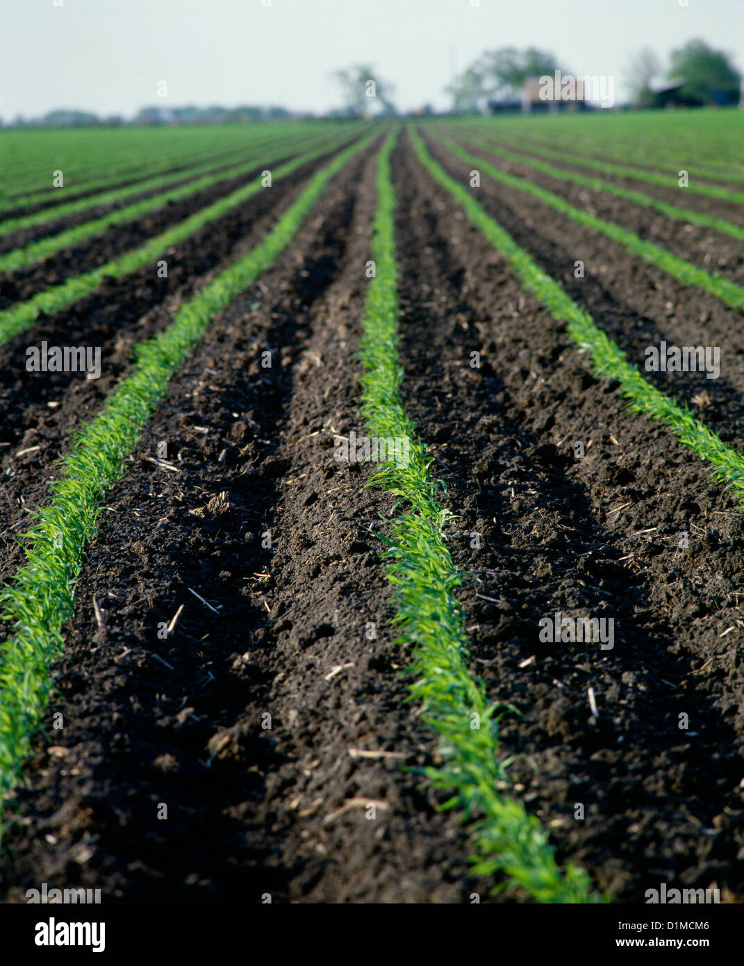 Milo crop hi-res stock photography and images - Alamy