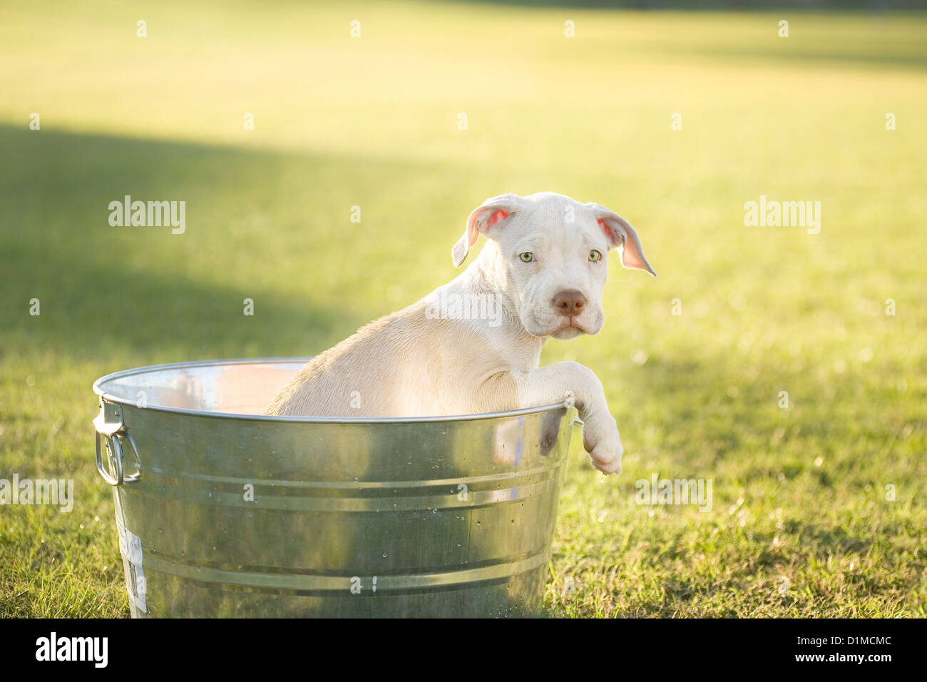 Pit bull puppy in a bucket Stock Photo - Alamy