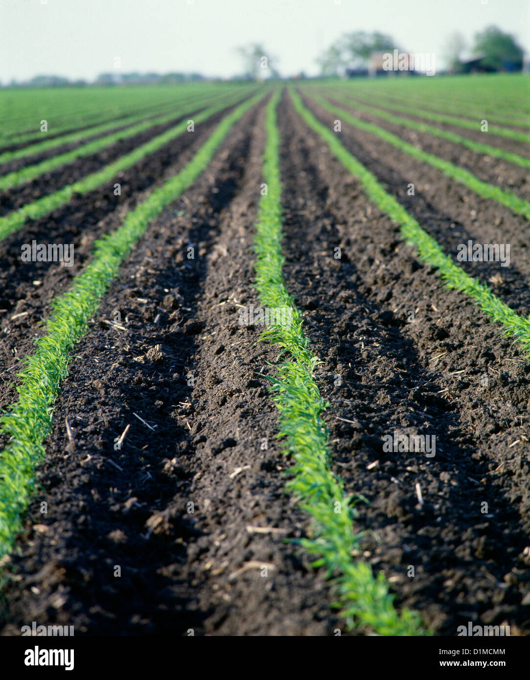 6" MILO / TEXAS Stock Photo - Alamy
