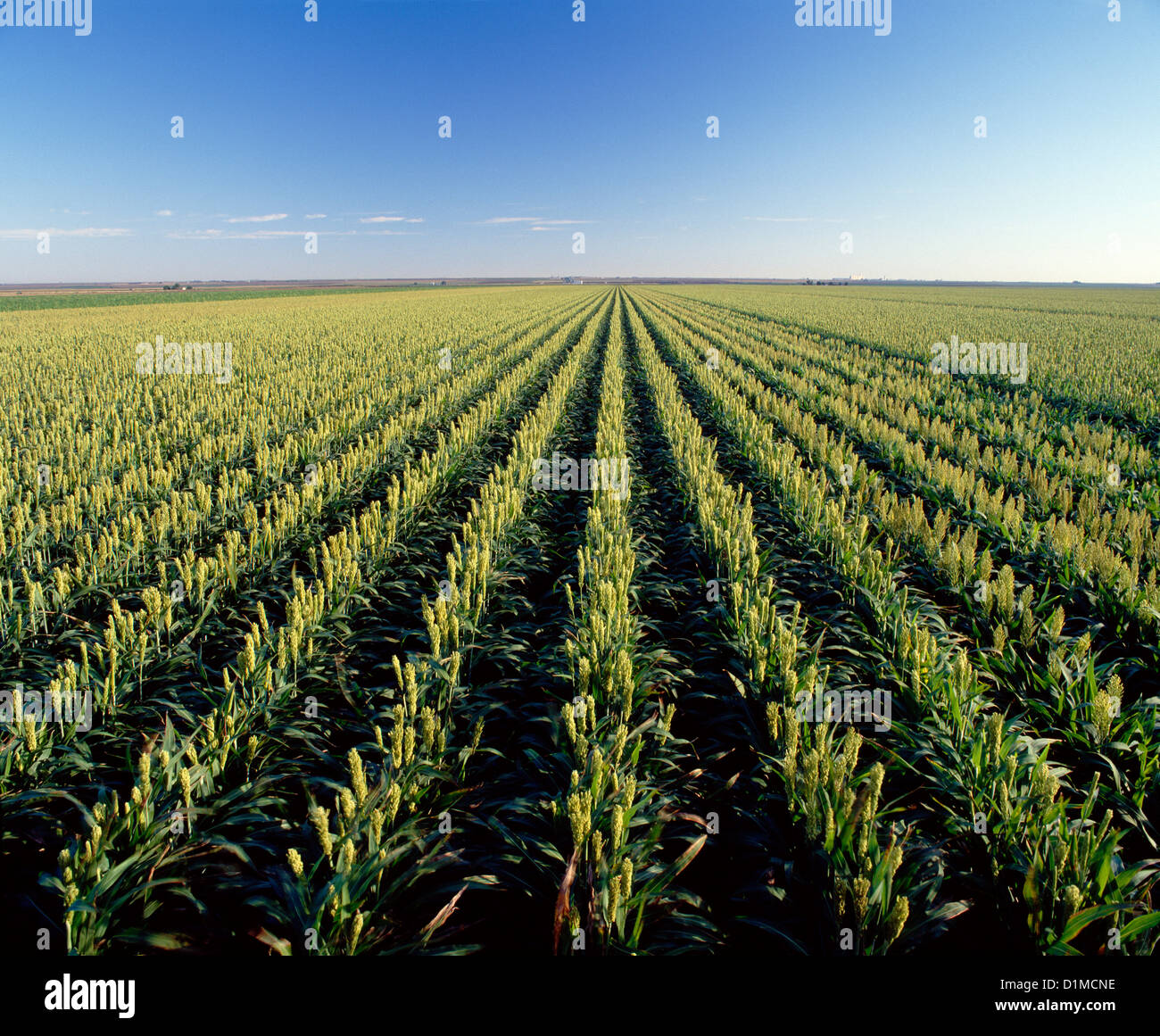 Milo seed hi-res stock photography and images - Alamy