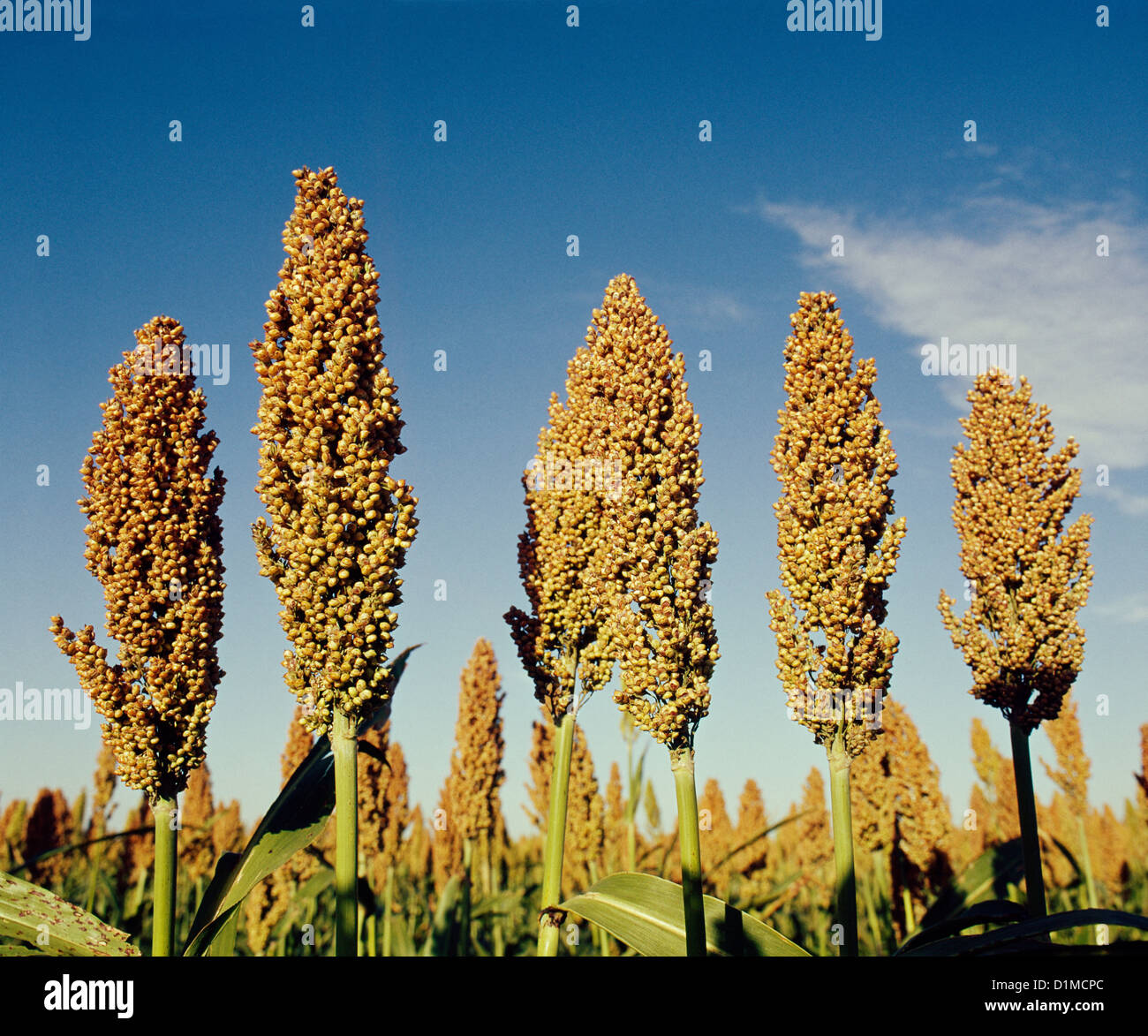 MATURE MILO / KANSAS Stock Photo - Alamy