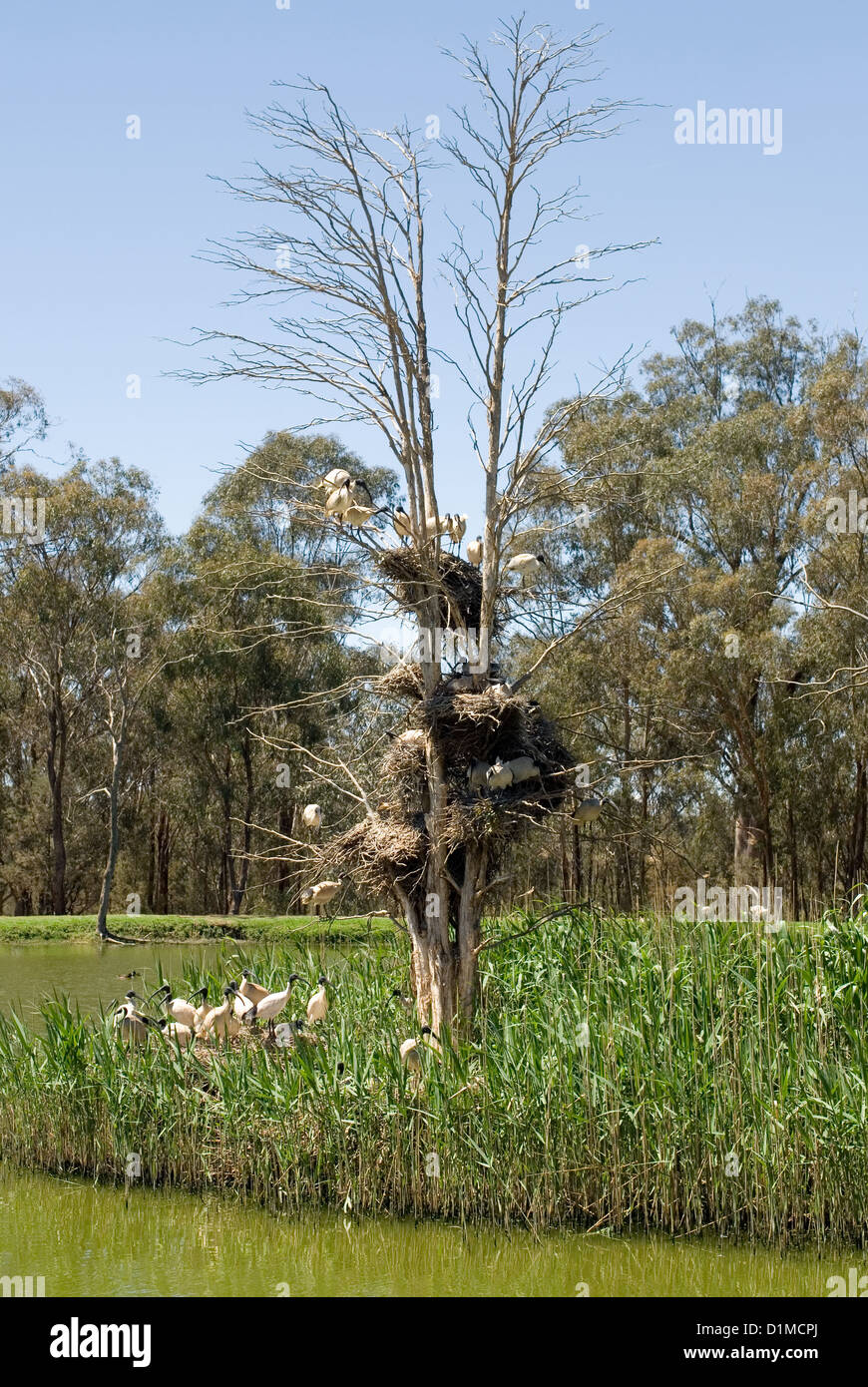 Ibis fauna hi-res stock photography and images - Alamy