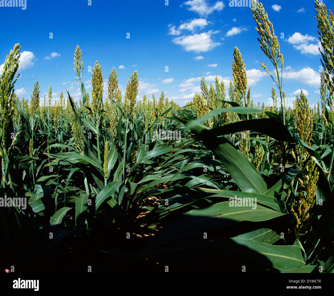 Milo heads hi-res stock photography and images - Alamy