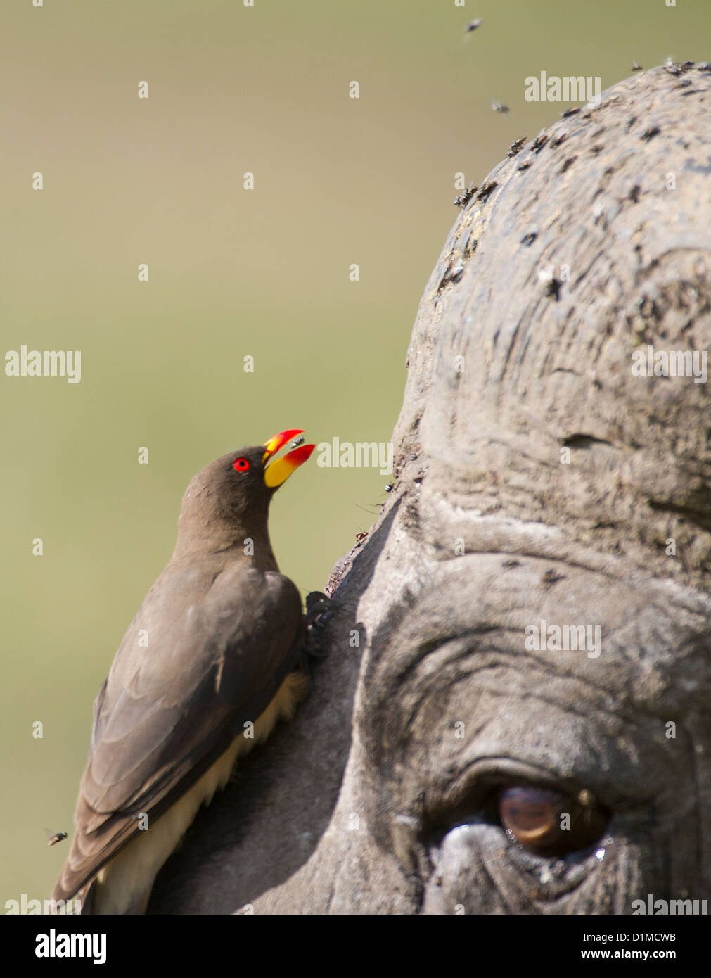 Yellow billed oxpecker Stock Photo - Alamy