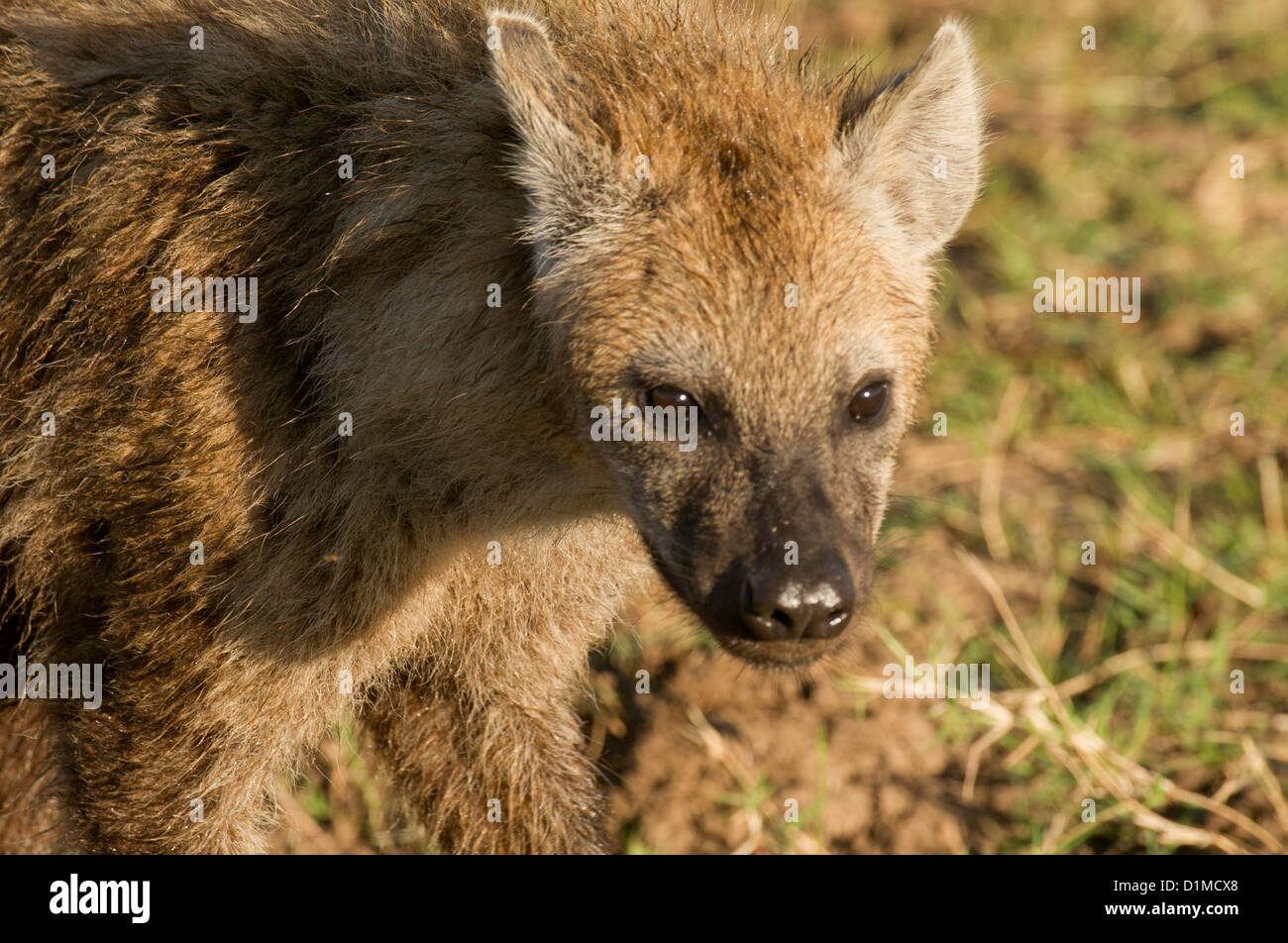 Hyaena pack hi-res stock photography and images - Alamy