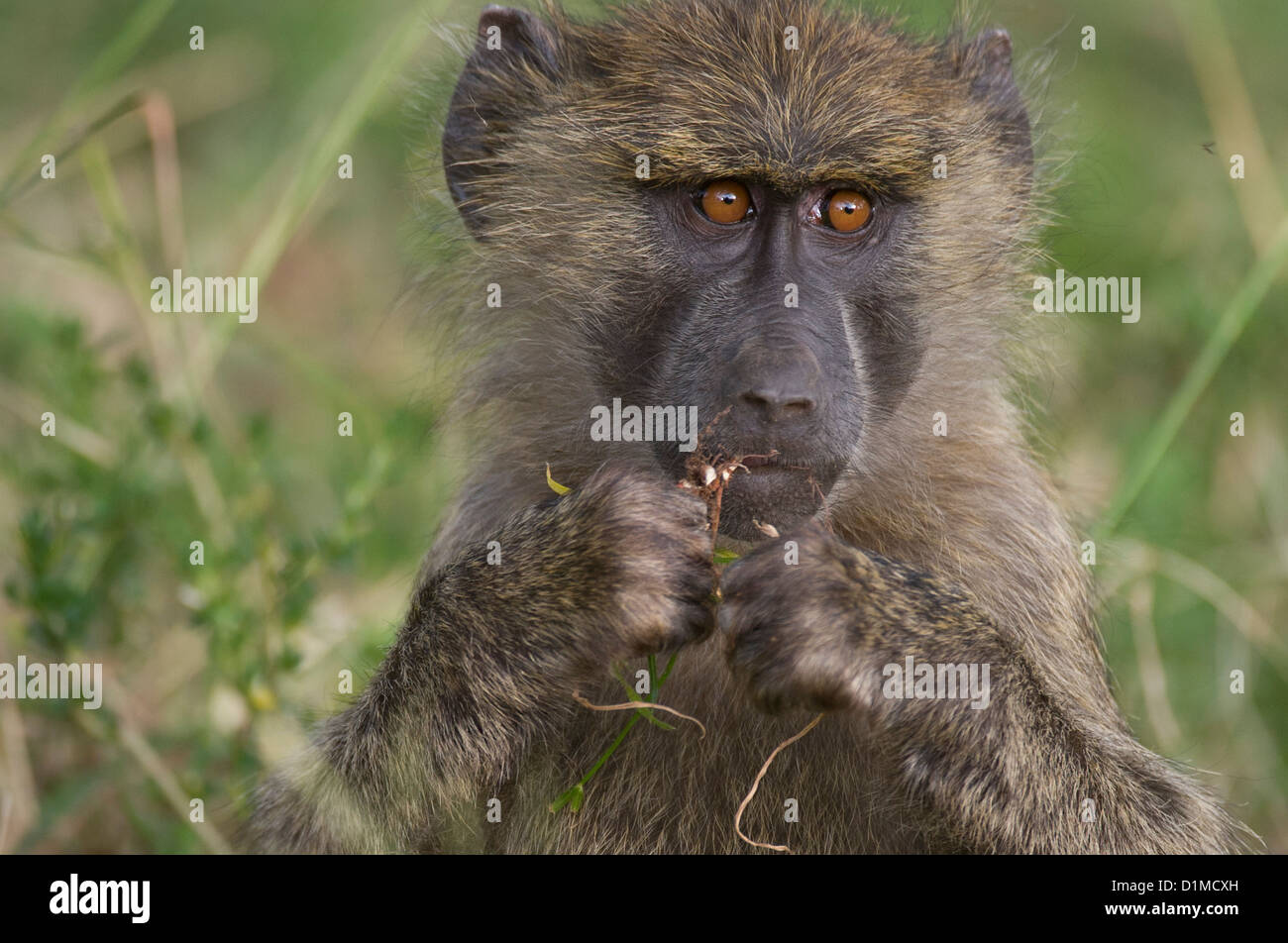 Savanna of olive trees hi-res stock photography and images - Alamy