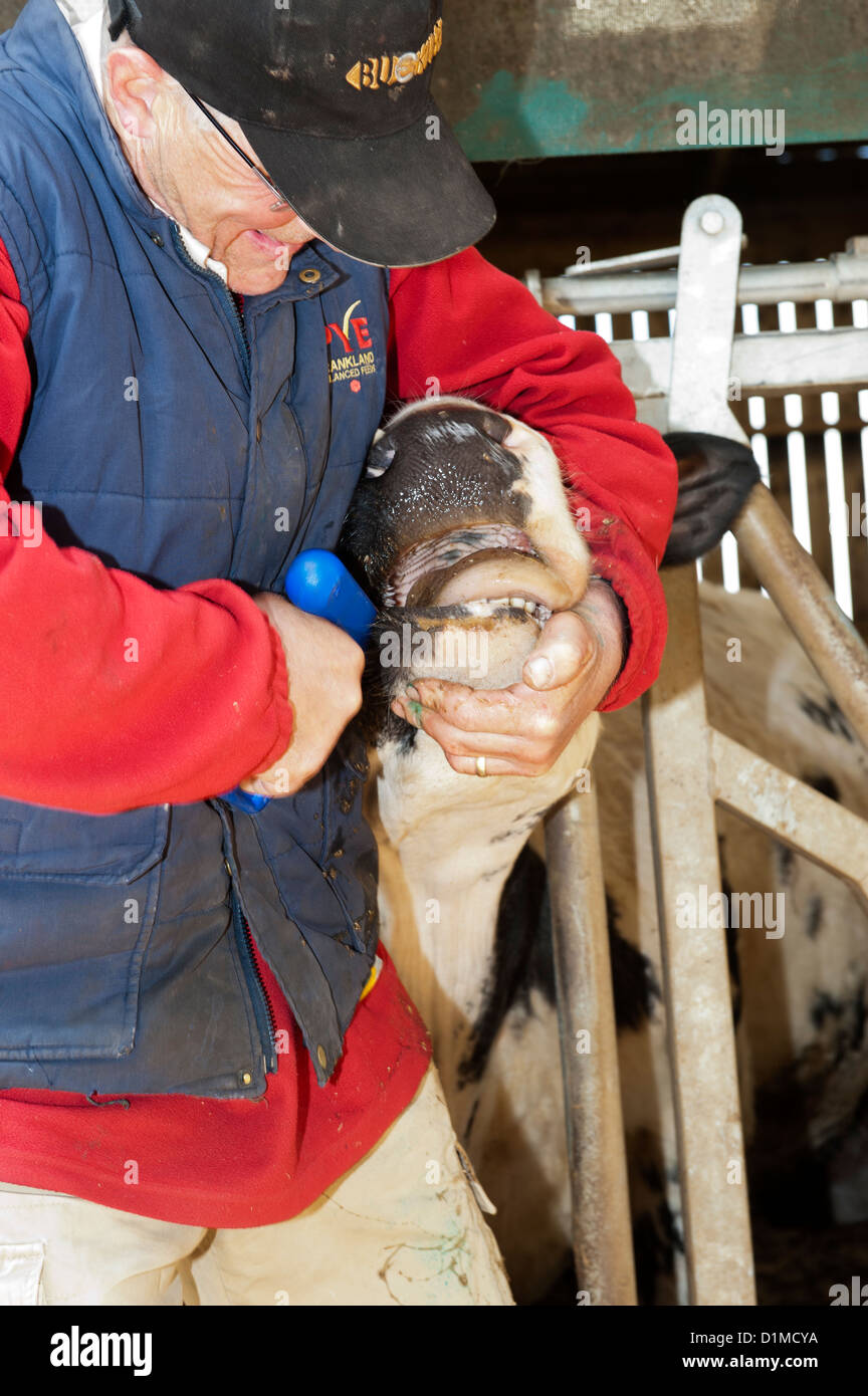 Dosing cow hi-res stock photography and images - Alamy