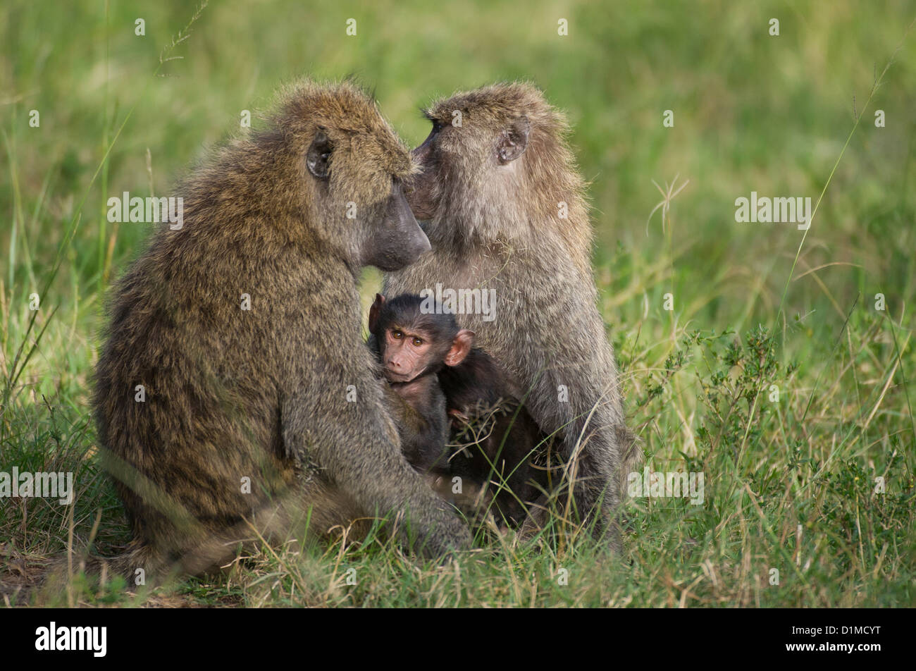 Savanna of olive trees hi-res stock photography and images - Alamy