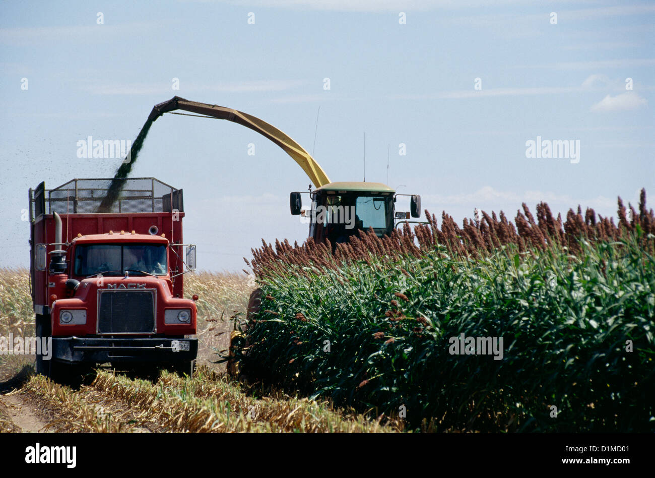 GRAIN SORGHUM FOR SILAGE BEING LOADED INTO TRANSPORT TRUCK BY AUGER ...
