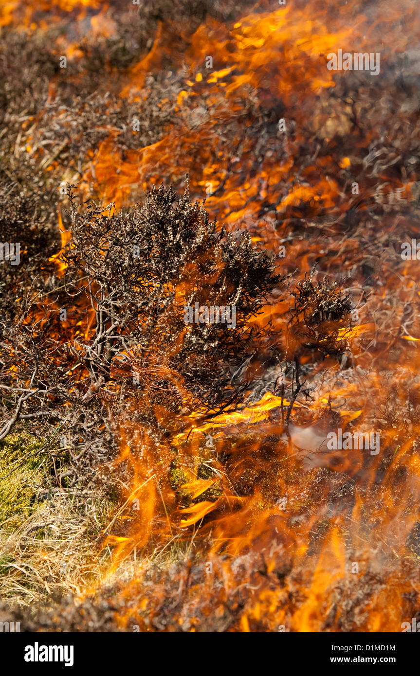 Burning peat fire hi-res stock photography and images - Alamy