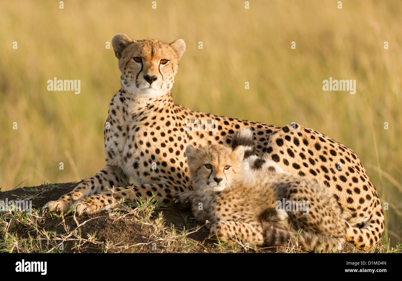 Mother and cub Stock Photo - Alamy