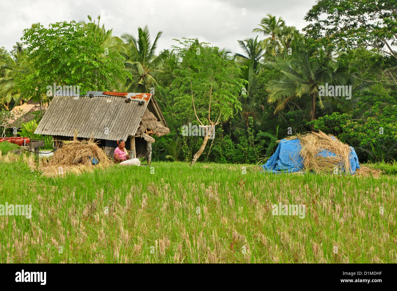 Rice field edge hi-res stock photography and images - Alamy